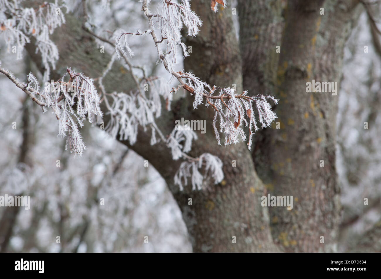 Frosty little twigs Stock Photo - Alamy