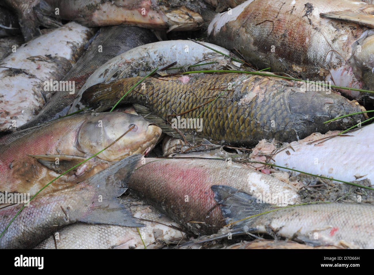 Dead silver carps from rivers and lakes near the dam Heyda lie in an 18 ...
