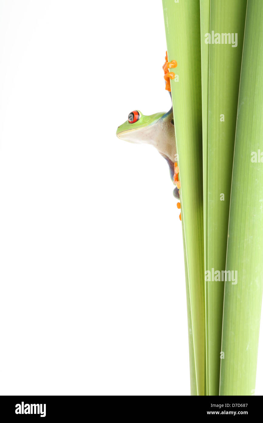 Frog peeking out from behind plant isolated on white Stock Photo - Alamy