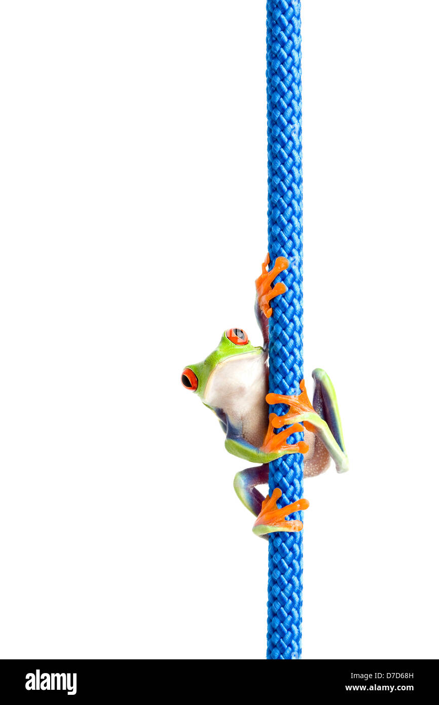 frog hanging on a rope - a red-eyed tree frog (Agalychnis callidryas ...