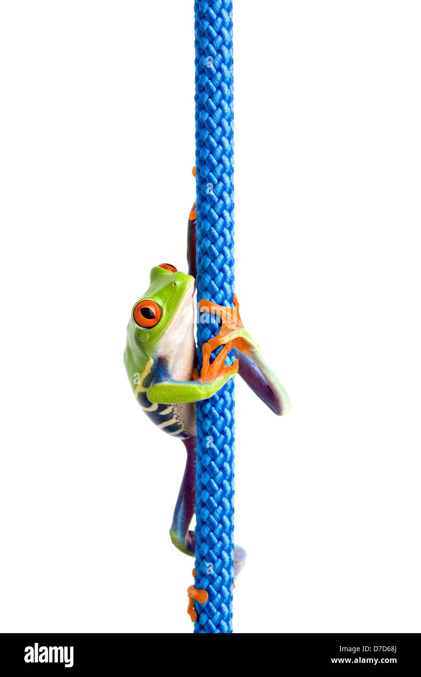 frog climbing up a blue rope - a red-eyed tree frog (Agalychnis ...