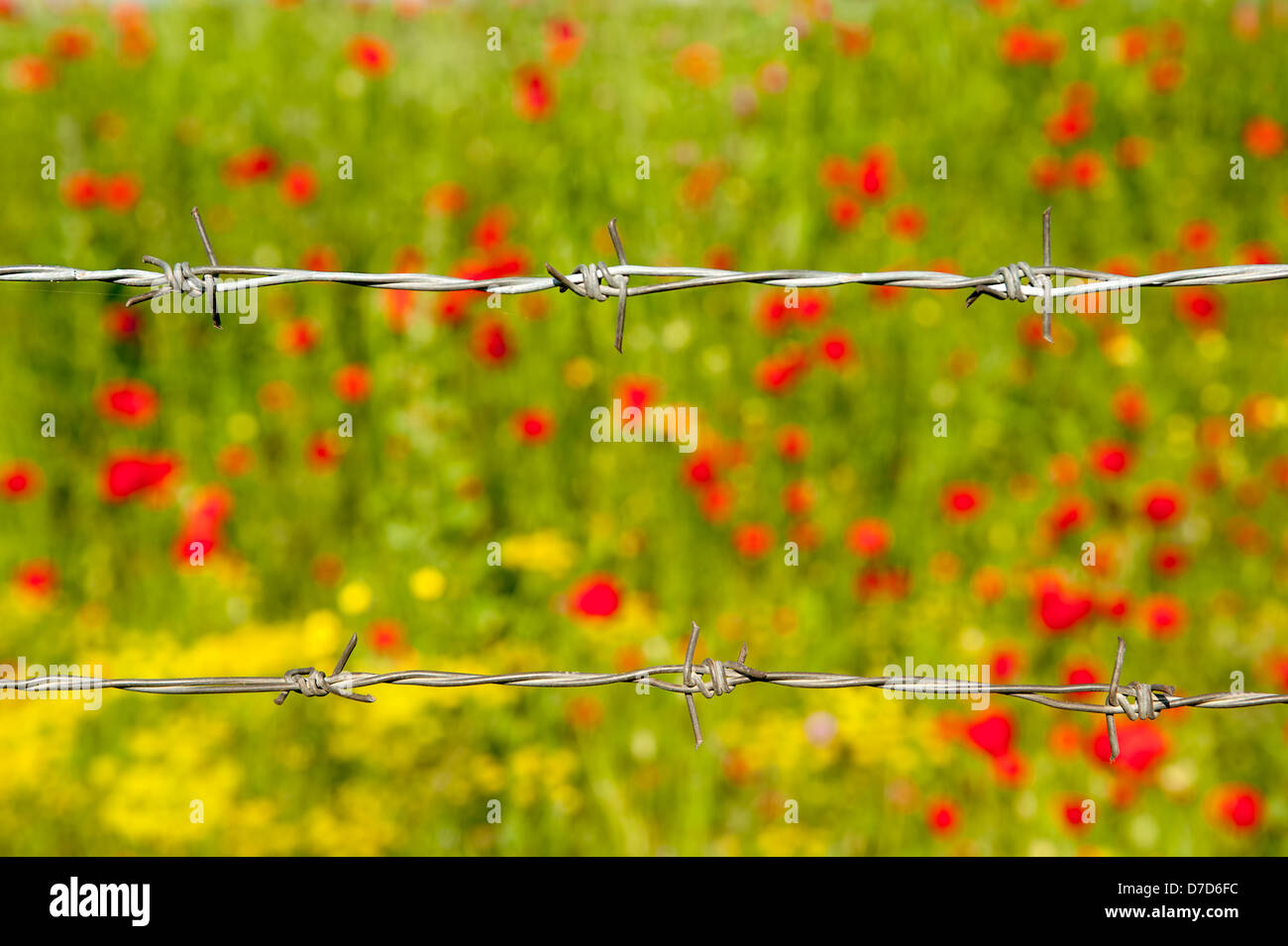 Barbed wire on colorful red poppies field Stock Photo - Alamy