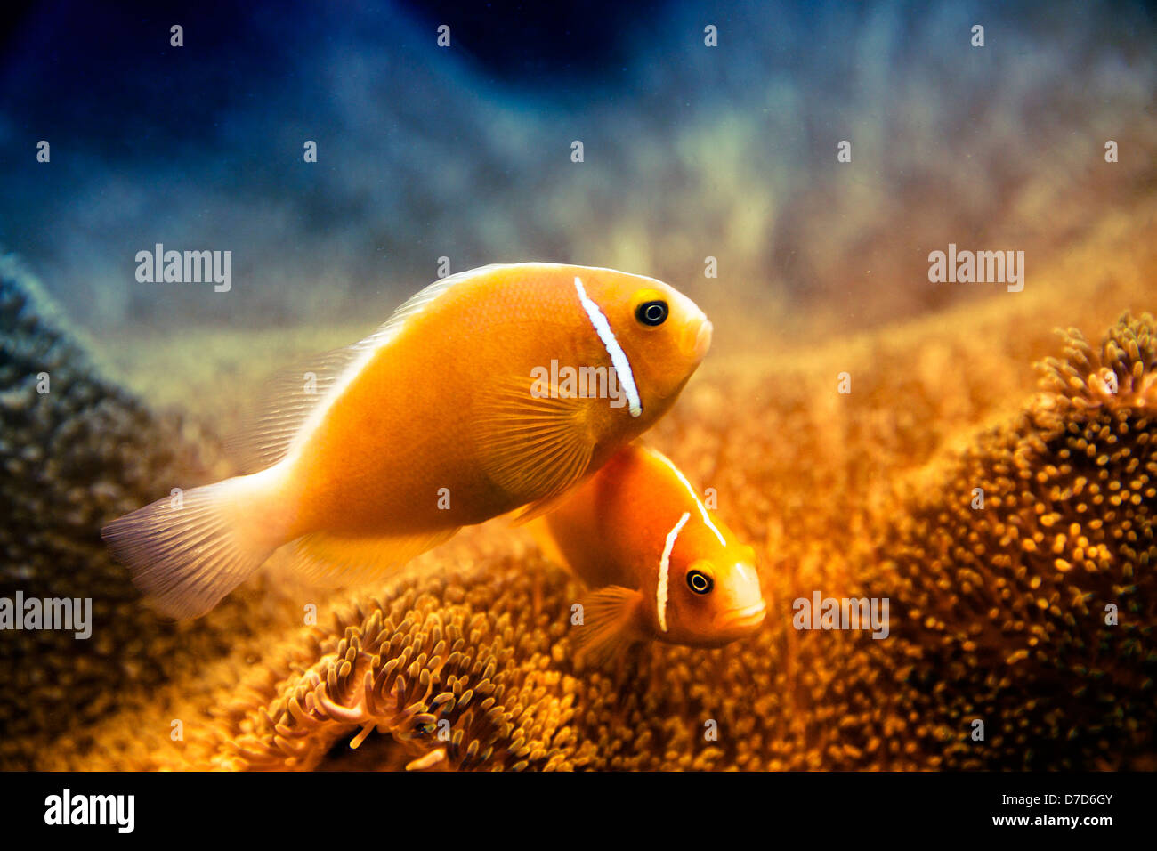 Two clownfish together and their anemone underwater in their marine ...