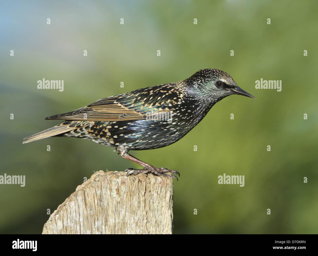Starling Sturnus vulgaris Stock Photo - Alamy