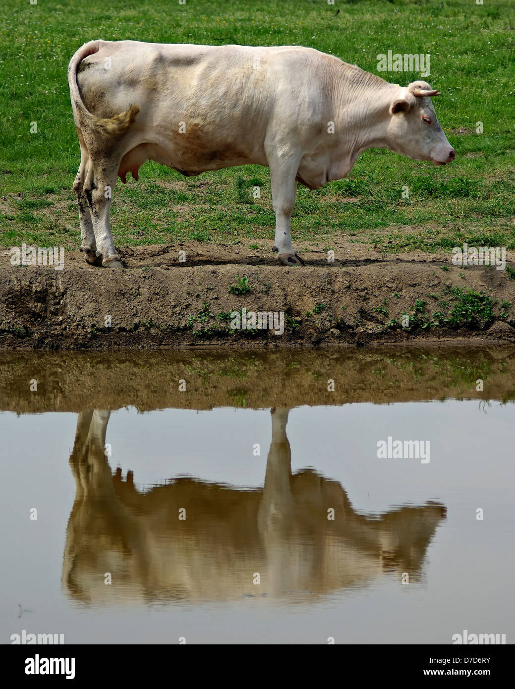 Cow ditch grass meadow water hi-res stock photography and images - Alamy