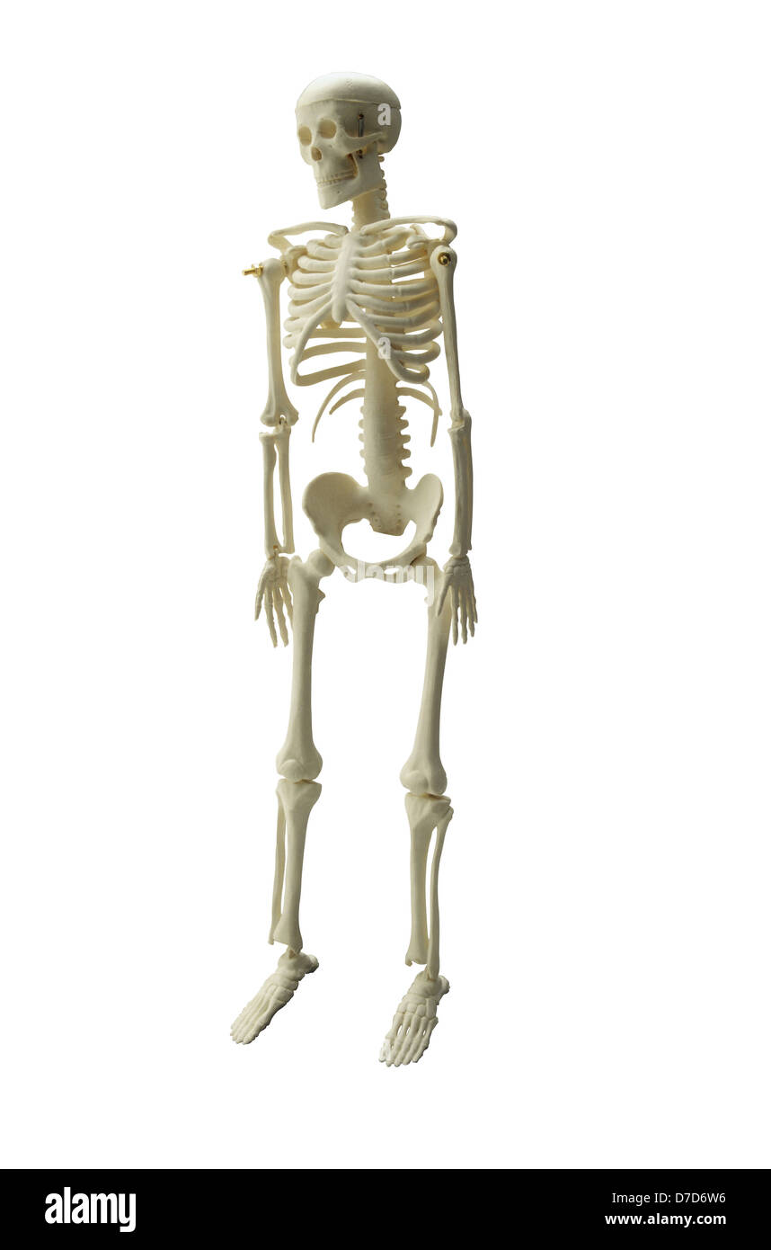 Medical anatomy skeleton hi-res stock photography and images - Alamy