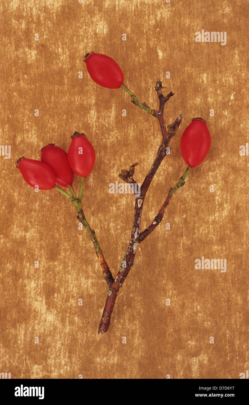 Stem of Dog rose or Rosa canina with five ripe red rosehips lying on ...