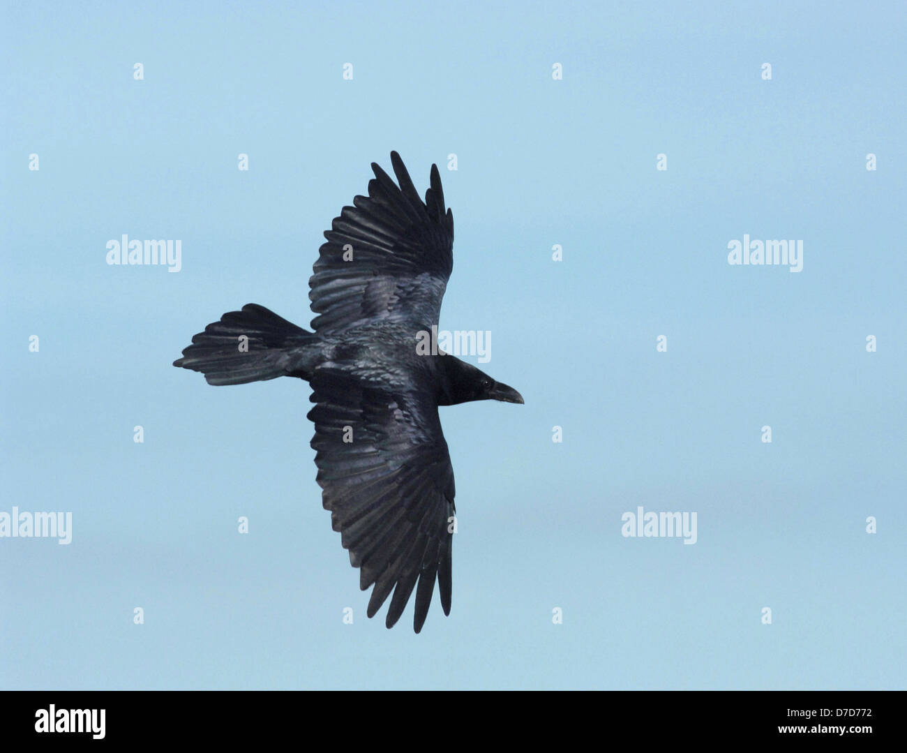 Raven birds hi-res stock photography and images - Alamy