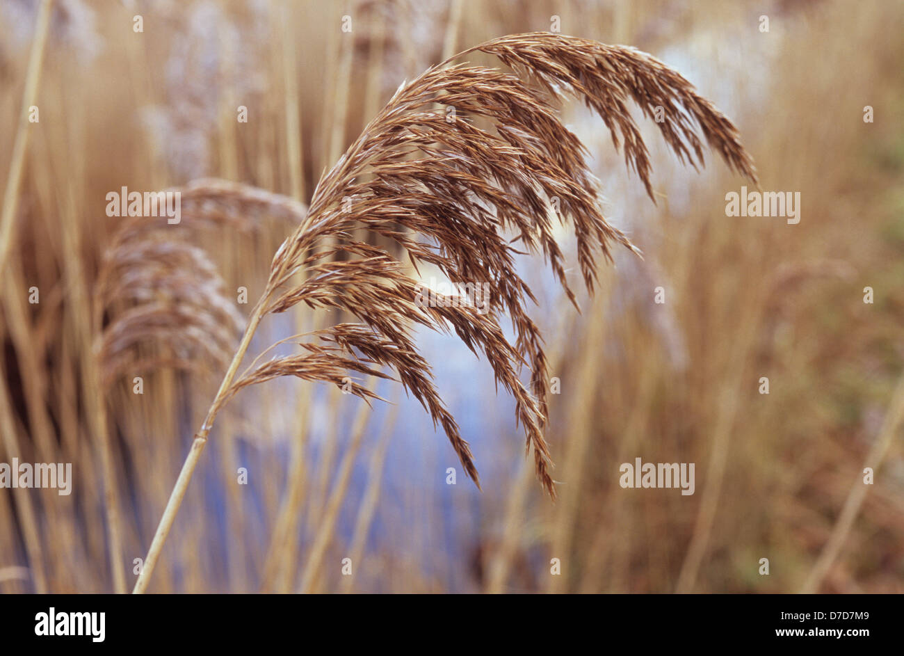 Winter golden flowerhead of Common reed or Phragmites australis with ...