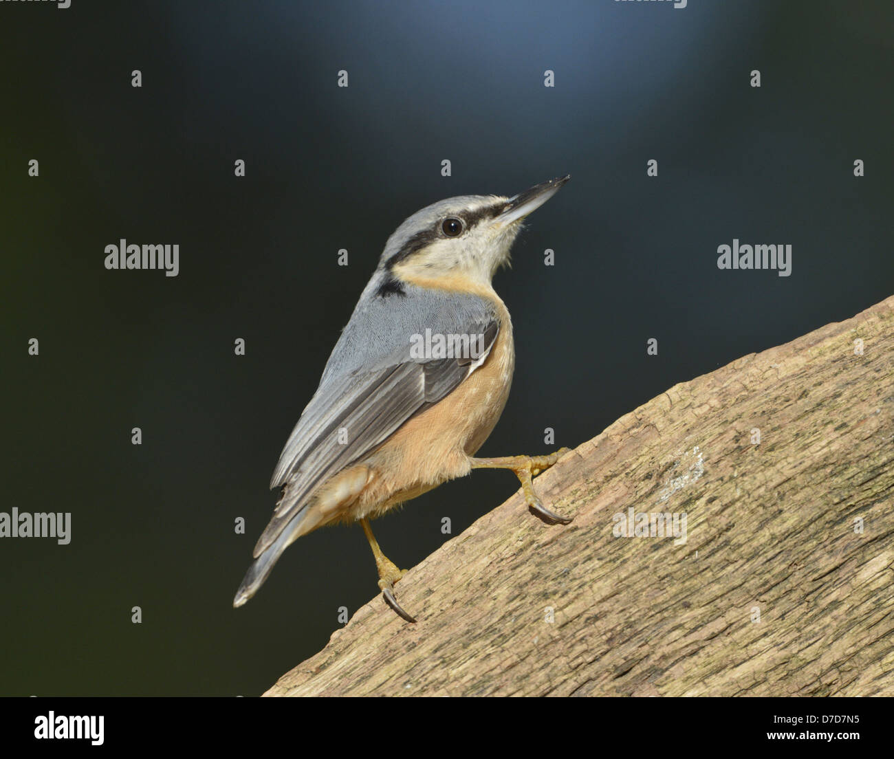 Nuthatch Sitta europaea Stock Photo - Alamy