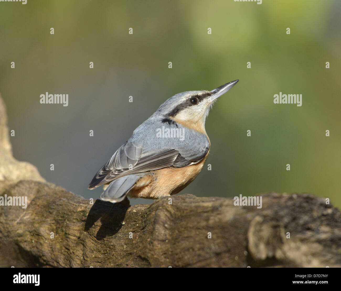 Nuthatch Sitta europaea Stock Photo - Alamy