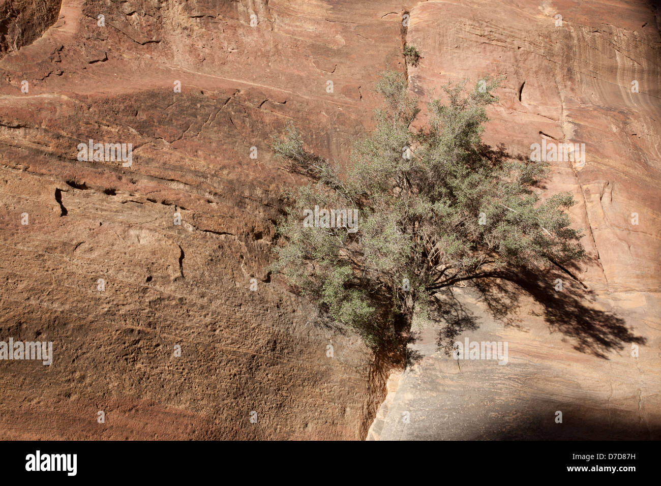 Natural abstract, stone with wind blown texture from Petra, Jordan: a ...