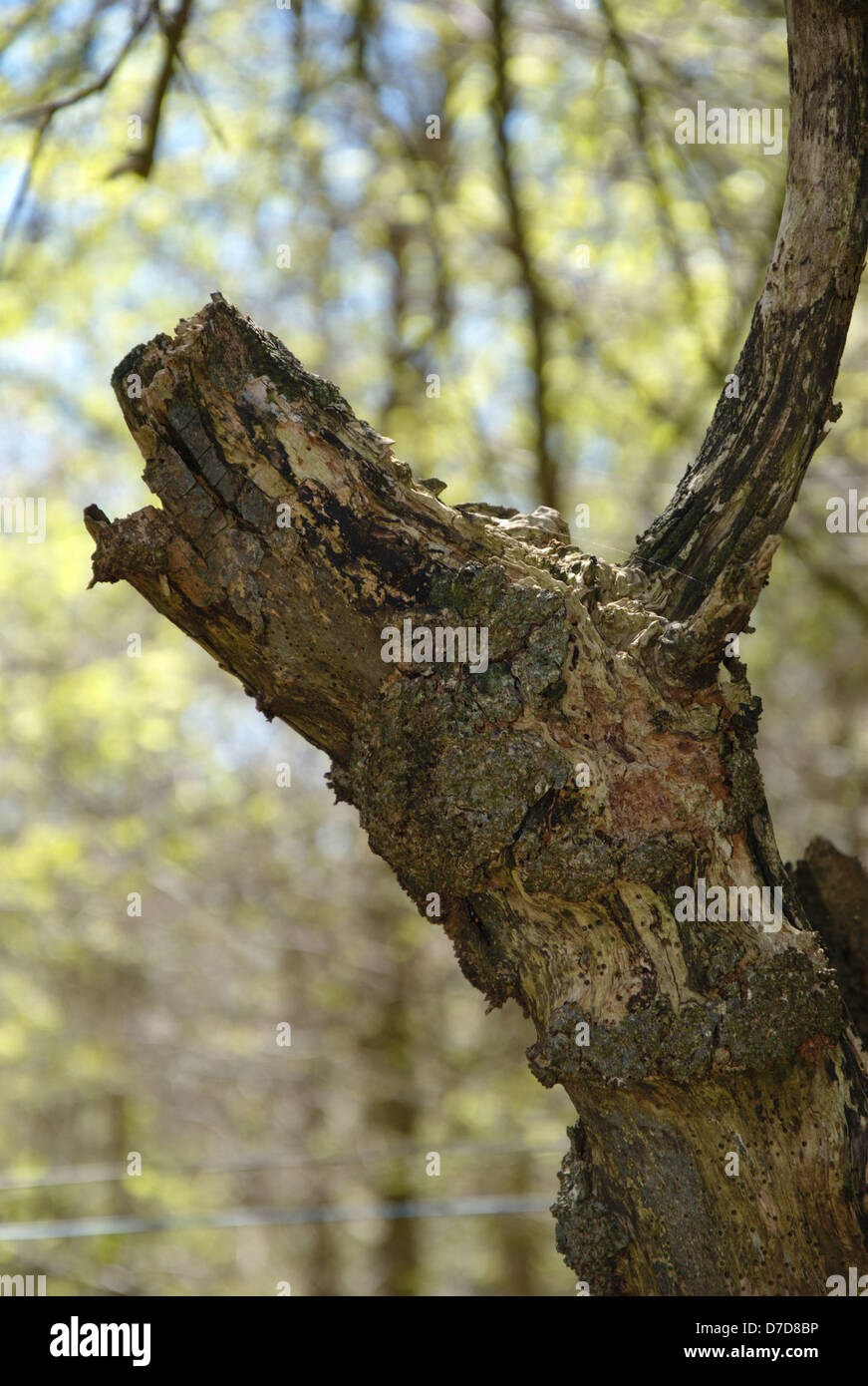 Dog and tree shapes hi-res stock photography and images - Alamy