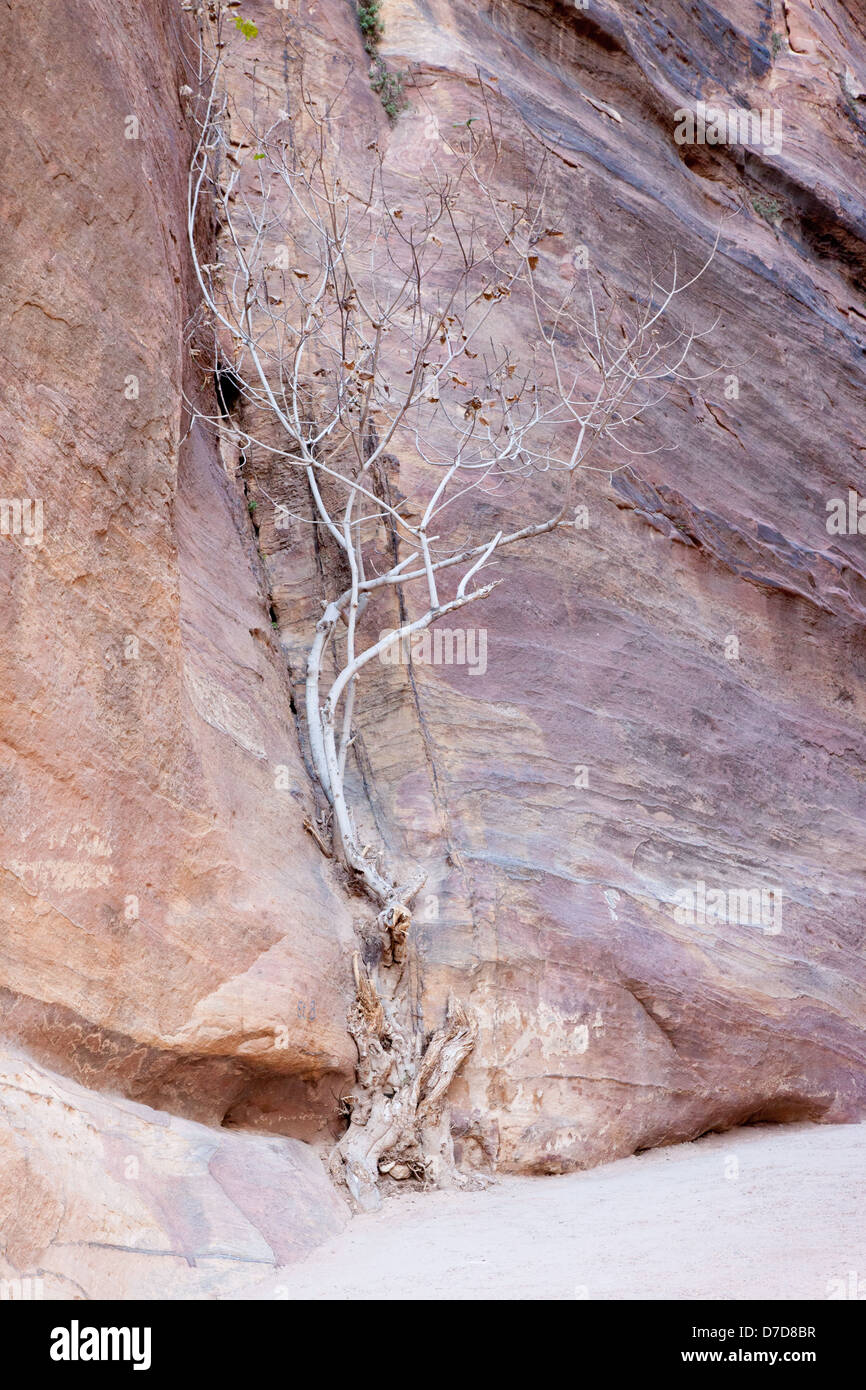 Natural abstract, stone with wind blown texture from Petra, Jordan: a ...