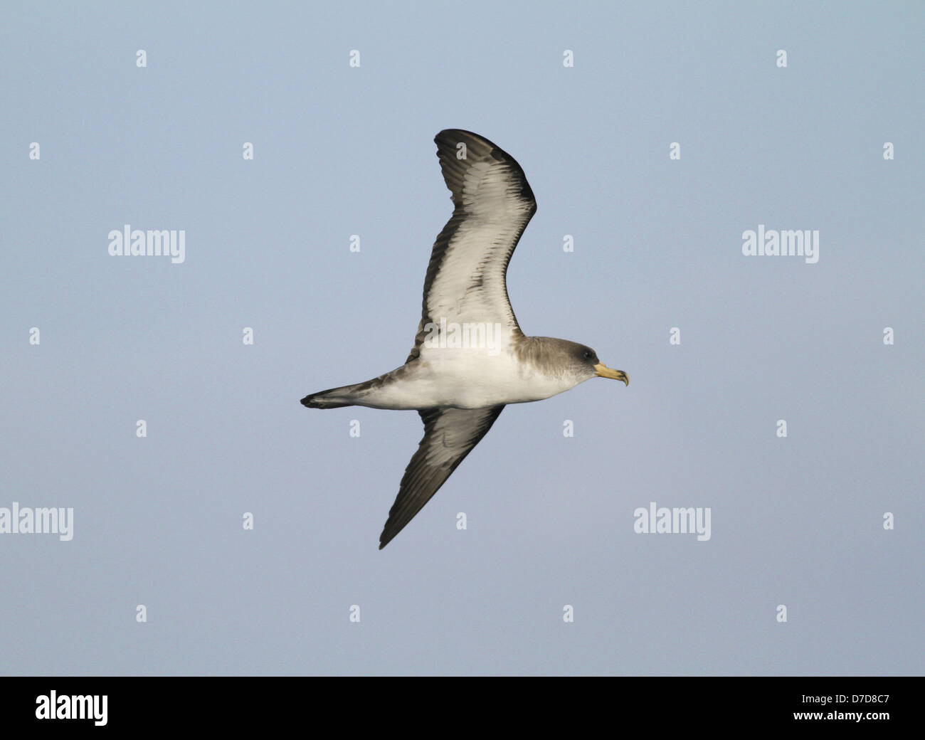Cory’s Shearwater Calonectris diomedea Stock Photo - Alamy