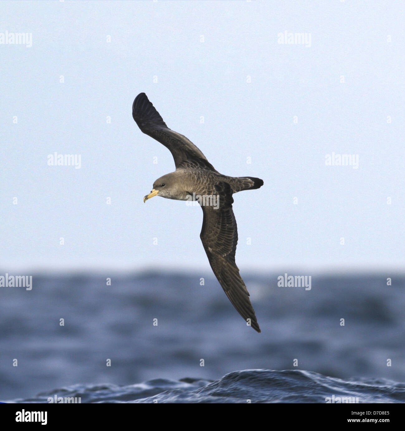 Shearwaters hi-res stock photography and images - Alamy