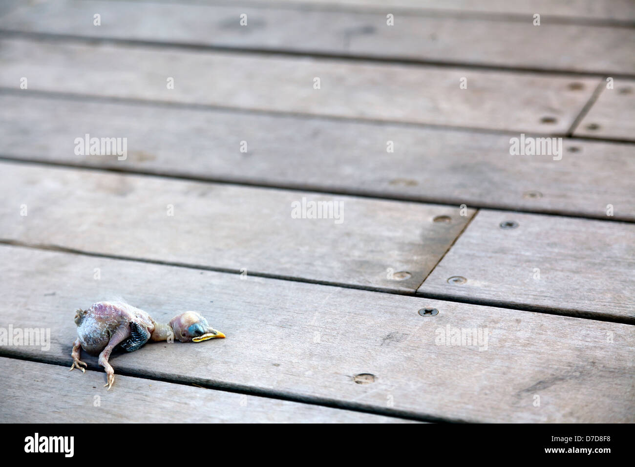 Rotting corpse hi-res stock photography and images - Alamy