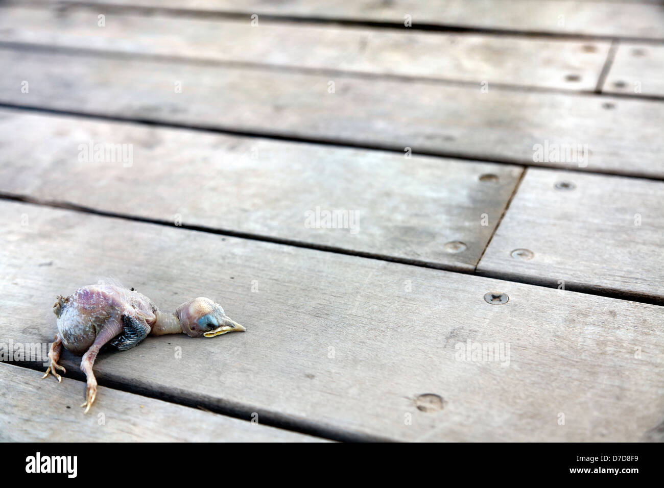The rotting corpse of a crow's chick on a wooden deck Stock Photo - Alamy