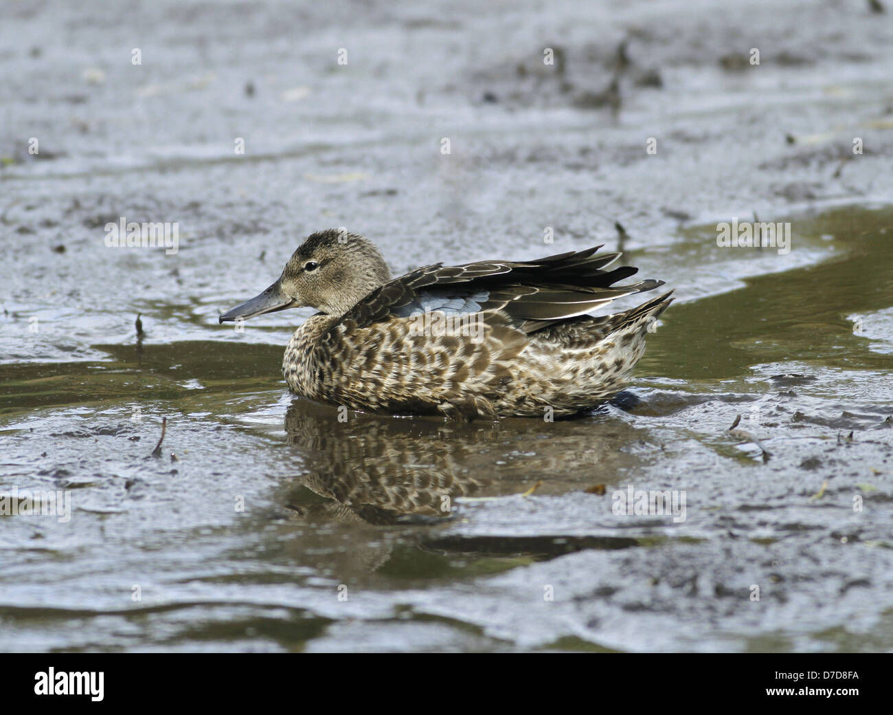 Blue-winged Teal Anas discors Stock Photo - Alamy
