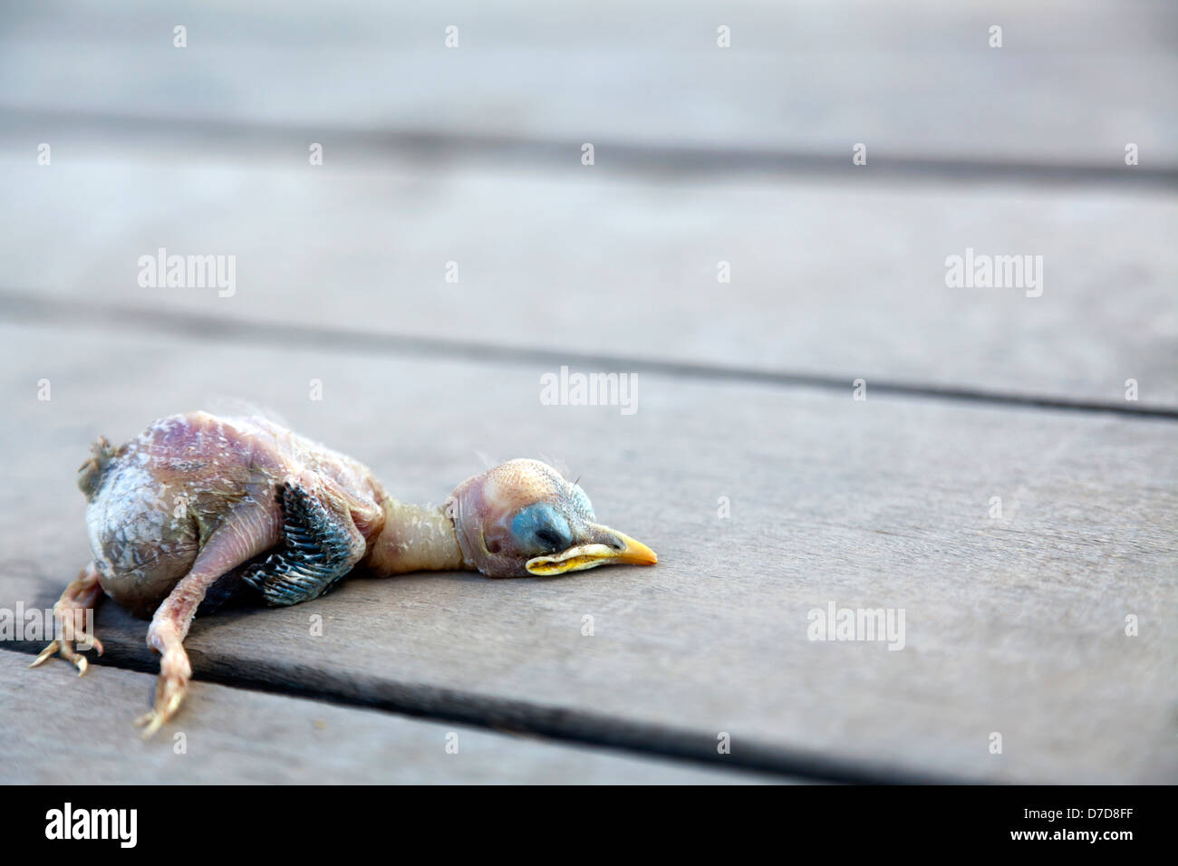 The rotting corpse of a crow's chick on a wooden deck Stock Photo - Alamy