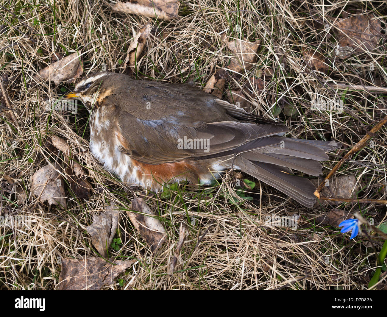 Dead in the grass hi-res stock photography and images - Alamy