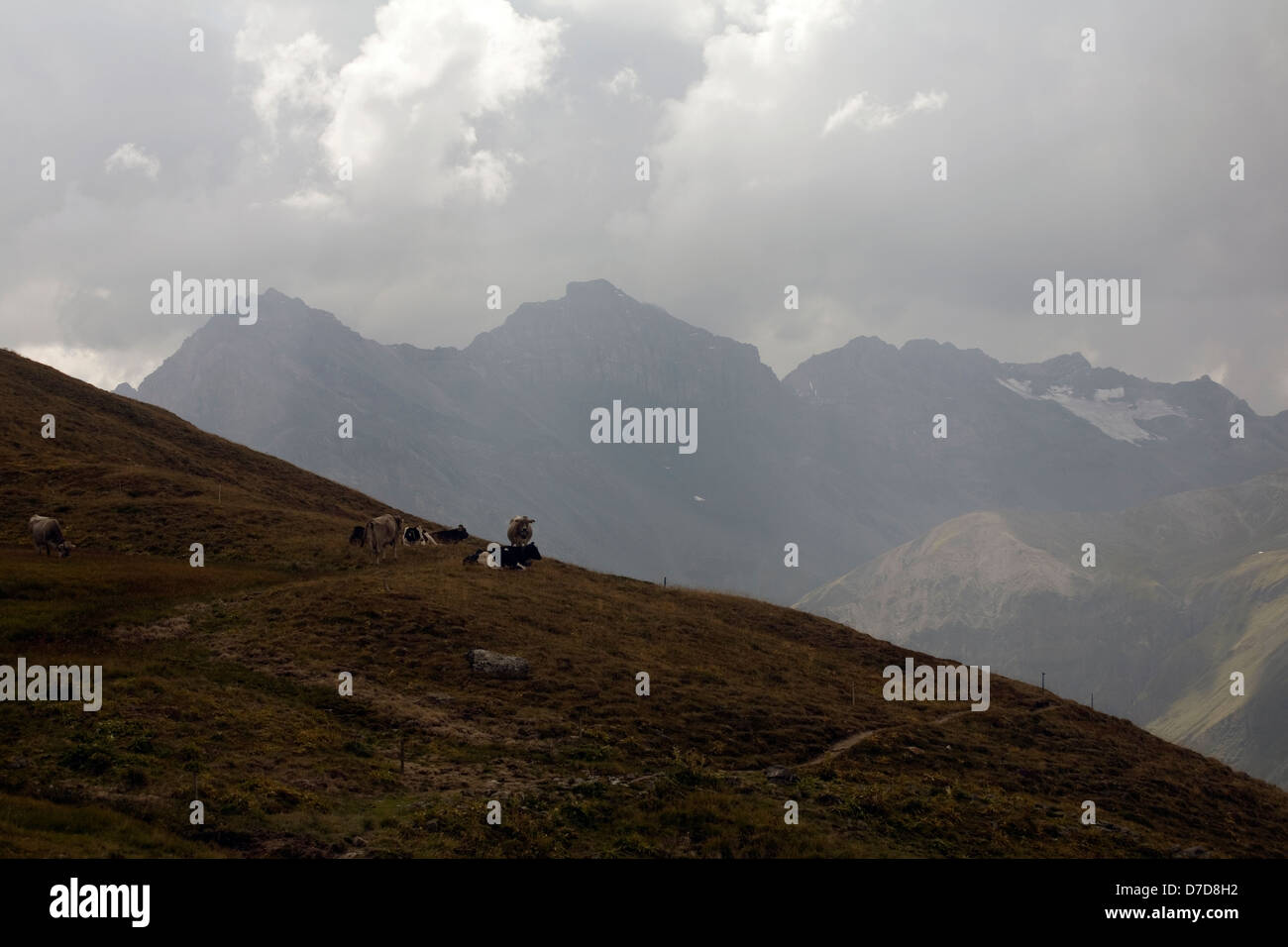 Small herd of Swiss brown cows on lower slopes The Jatzhorn above ...