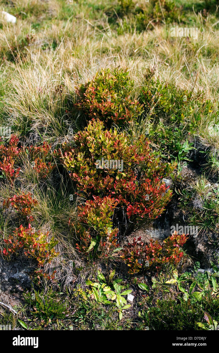 Bilberry growing by a footpath Madrisa above Klosters Switzerland Stock ...