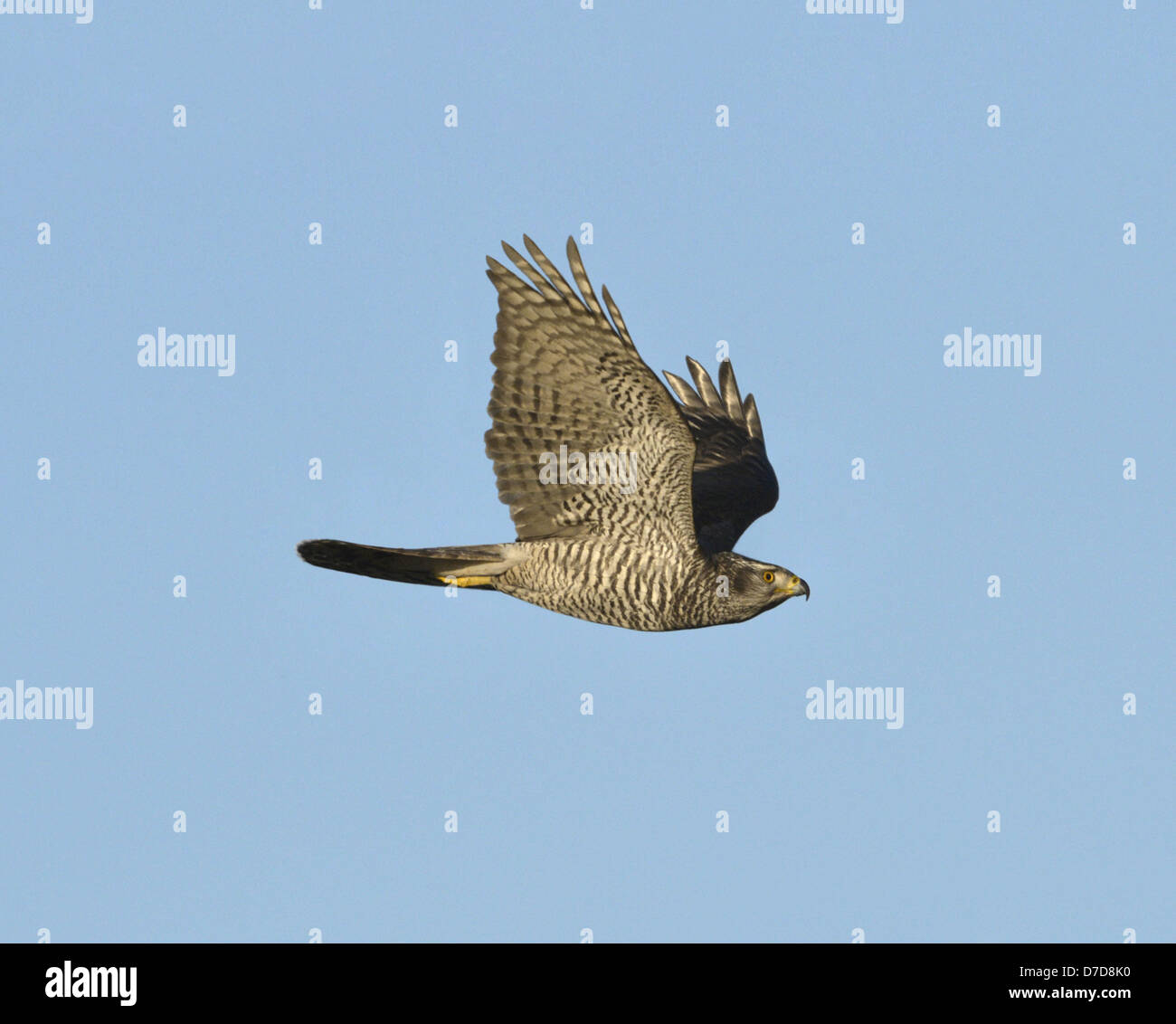 Goshawk flying hi-res stock photography and images - Alamy