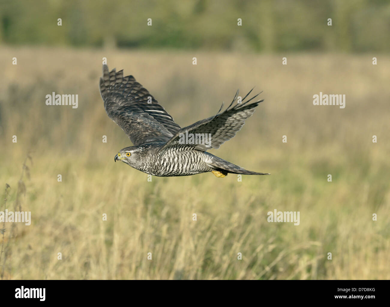 Goshawk Accipiter gentilis Stock Photo - Alamy