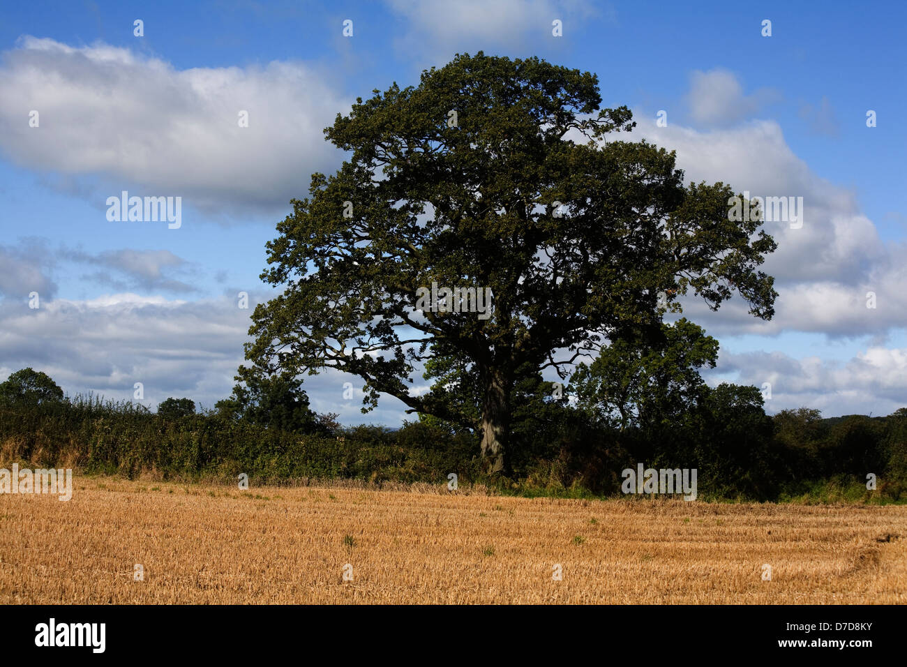 Oak tree in hedge by a Stubble field near the River Ure Wensleydale ...
