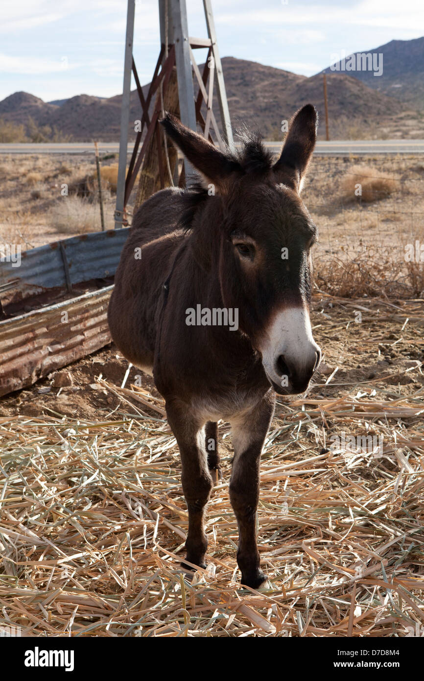 A donkey next to the Route 66 in Hackberry, Arizona, USA Stock Photo ...