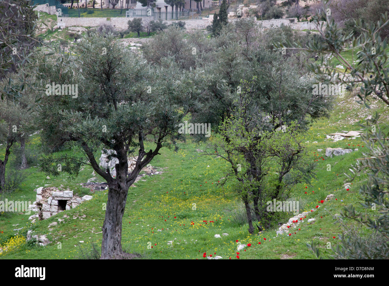 Old olive tree from mount hi-res stock photography and images - Alamy