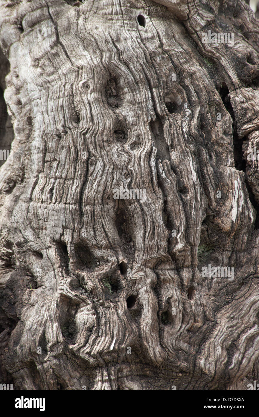 Old Olive tree from the Mount of Olives, outside of Jerusalem Israel ...