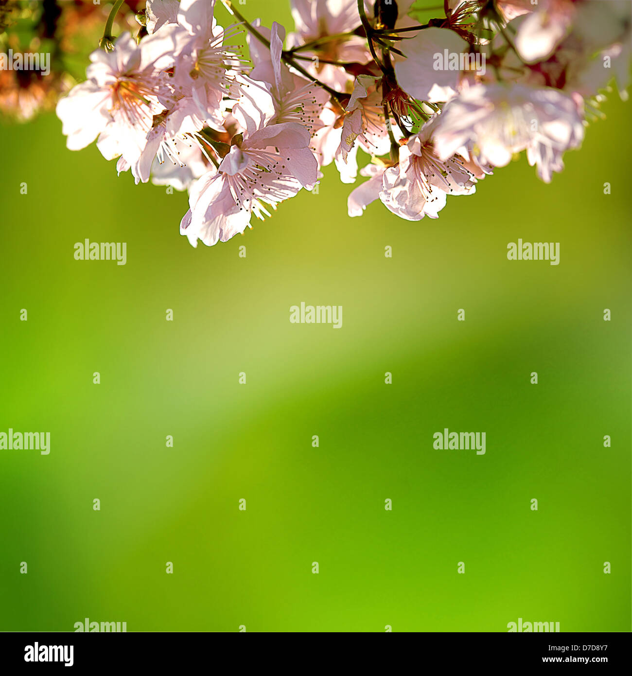 beautiful sakura with nice background Stock Photo - Alamy