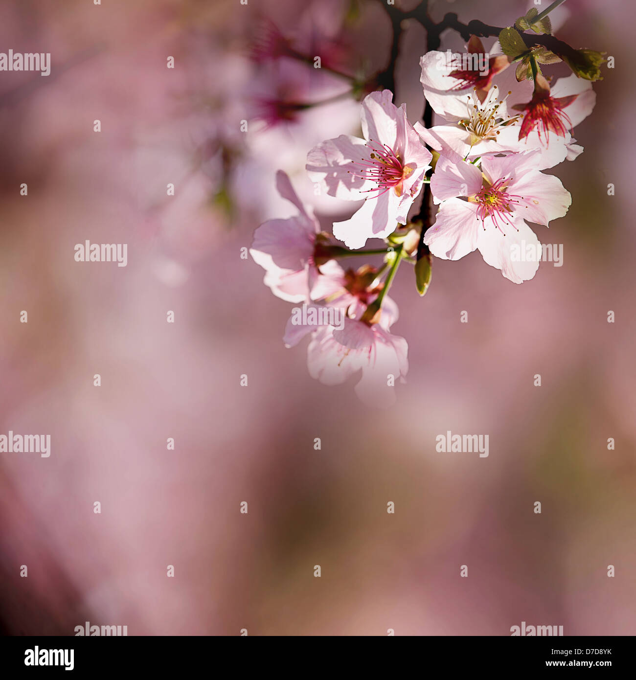 beautiful sakura with nice background Stock Photo - Alamy