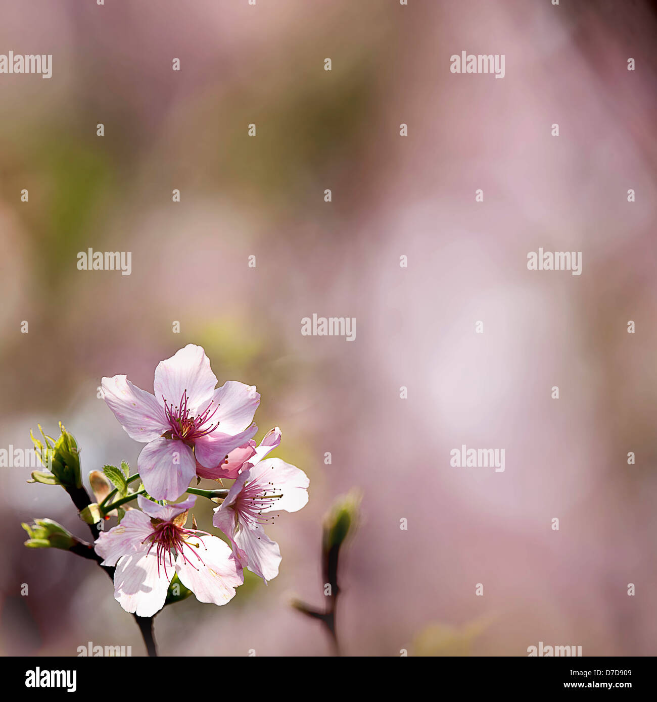 beautiful sakura with nice background Stock Photo - Alamy