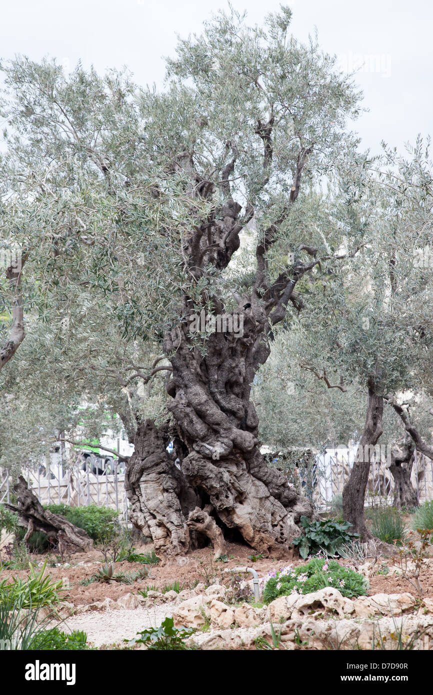 Jesus Olive Tree