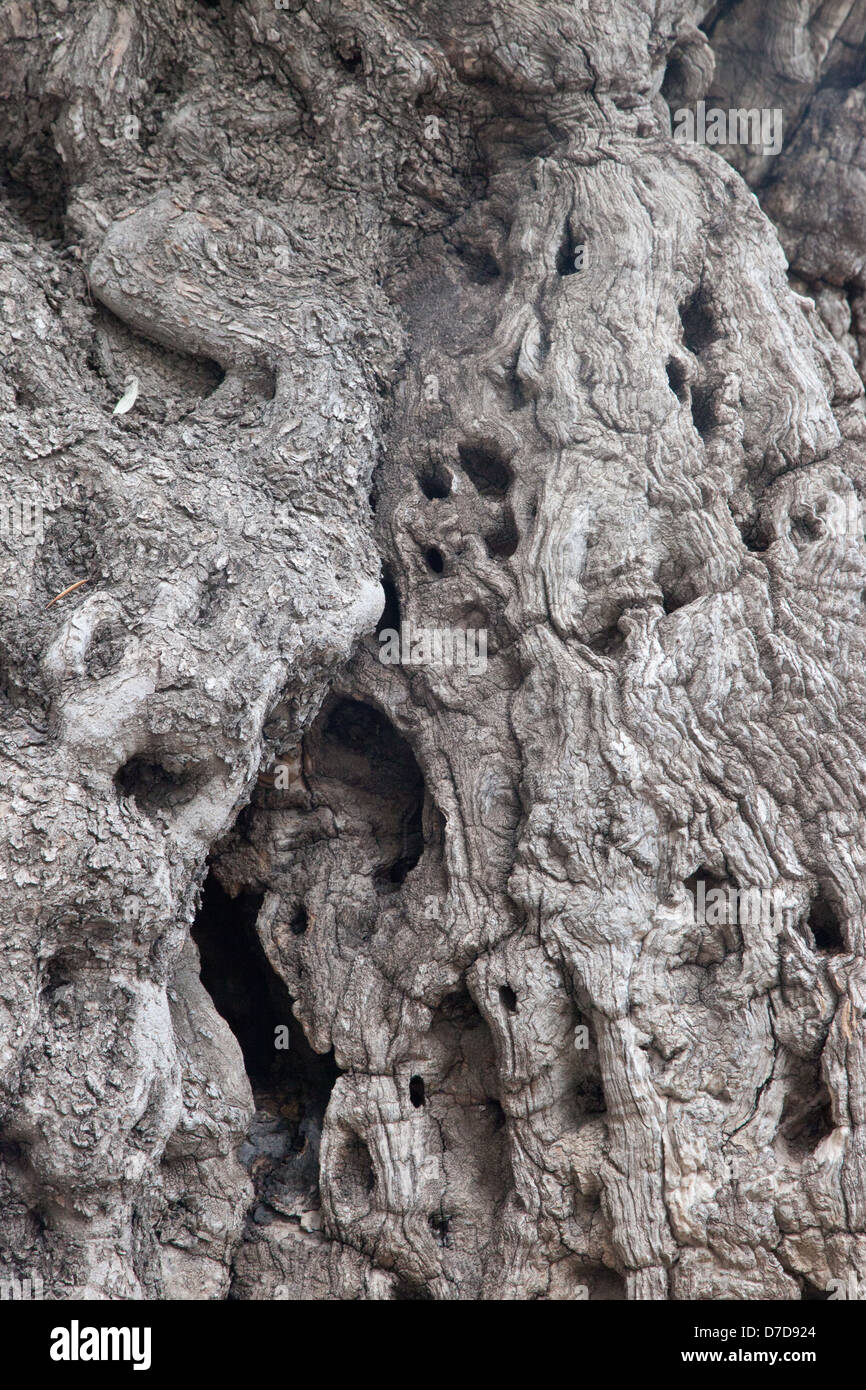 Old Olive tree from the Mount of Olives, outside of Jerusalem Israel ...