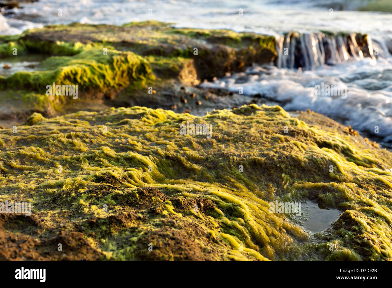 Close up algae hi-res stock photography and images - Alamy