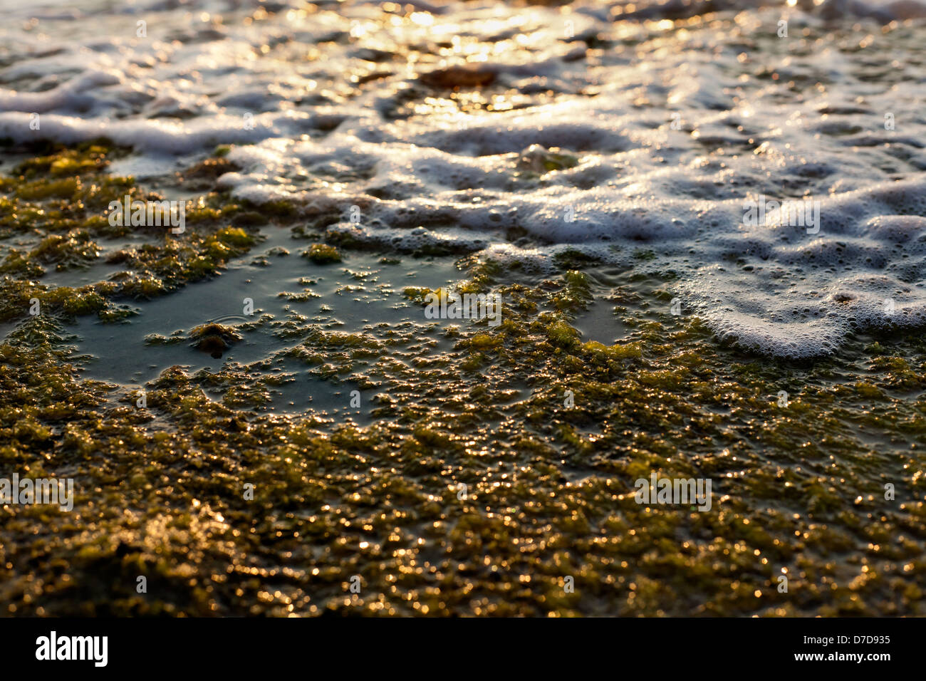 Wet beach rock covered with seaweed and partially overtaken by wave ...