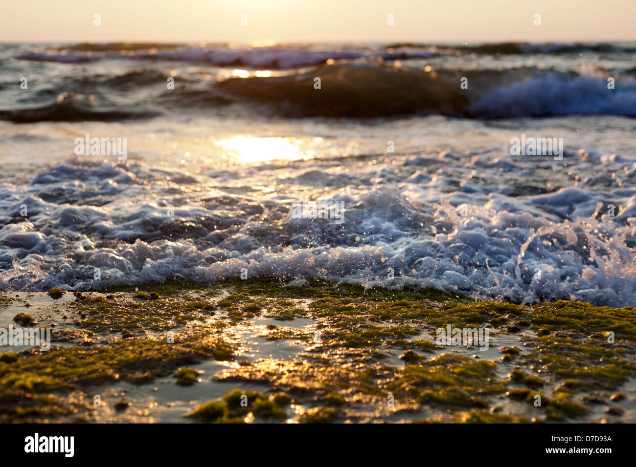 Gushing surf of a wave smashing against an algae covered rock on the ...