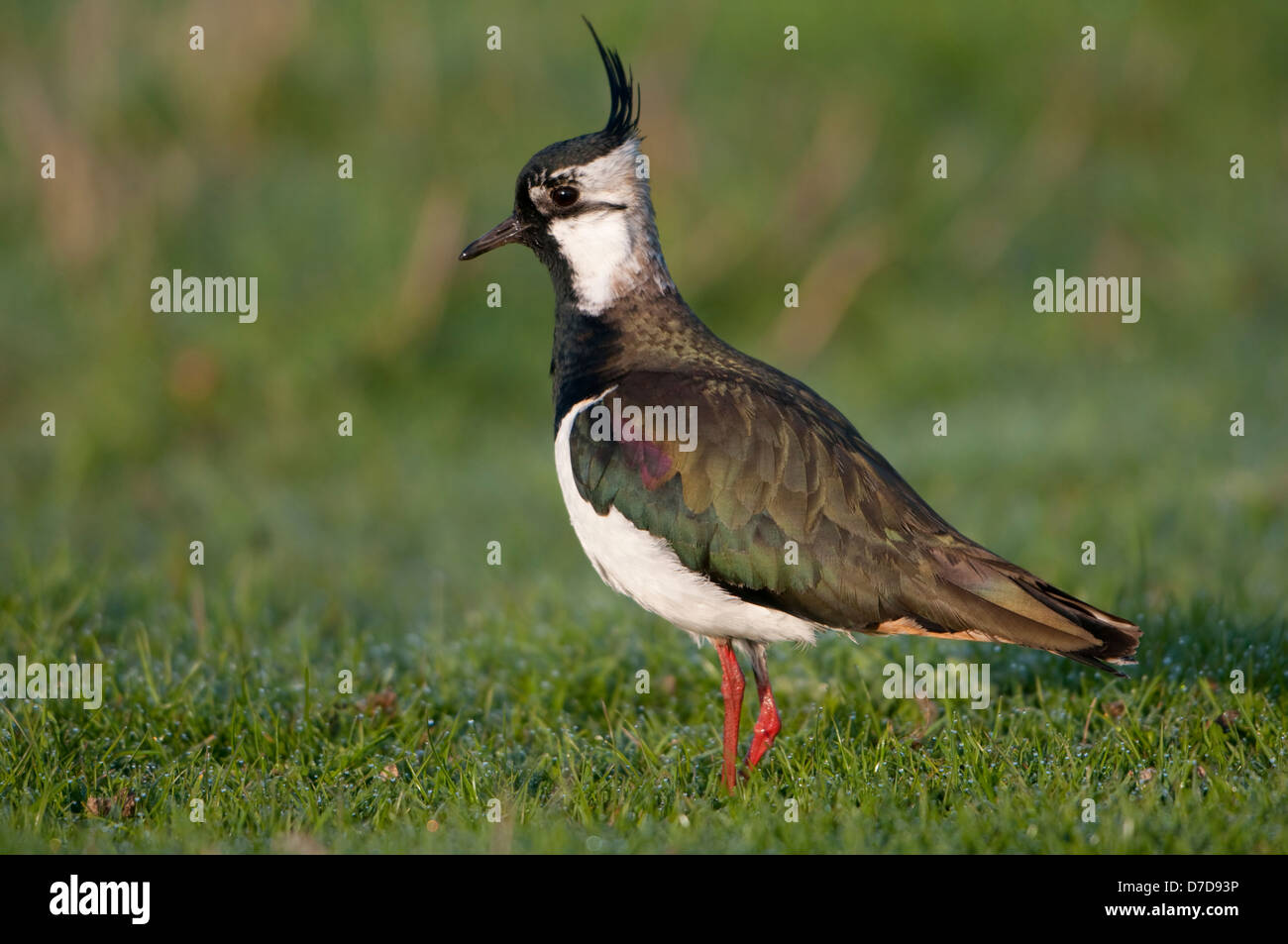 Lapwing in meadow uk hi-res stock photography and images - Alamy
