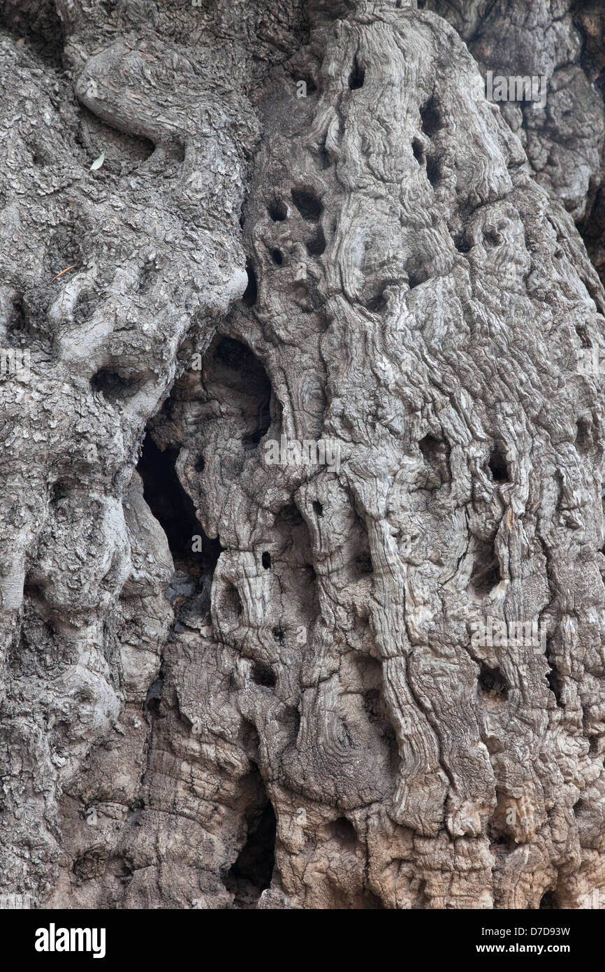 Old Olive tree from the Mount of Olives, outside of Jerusalem Israel ...