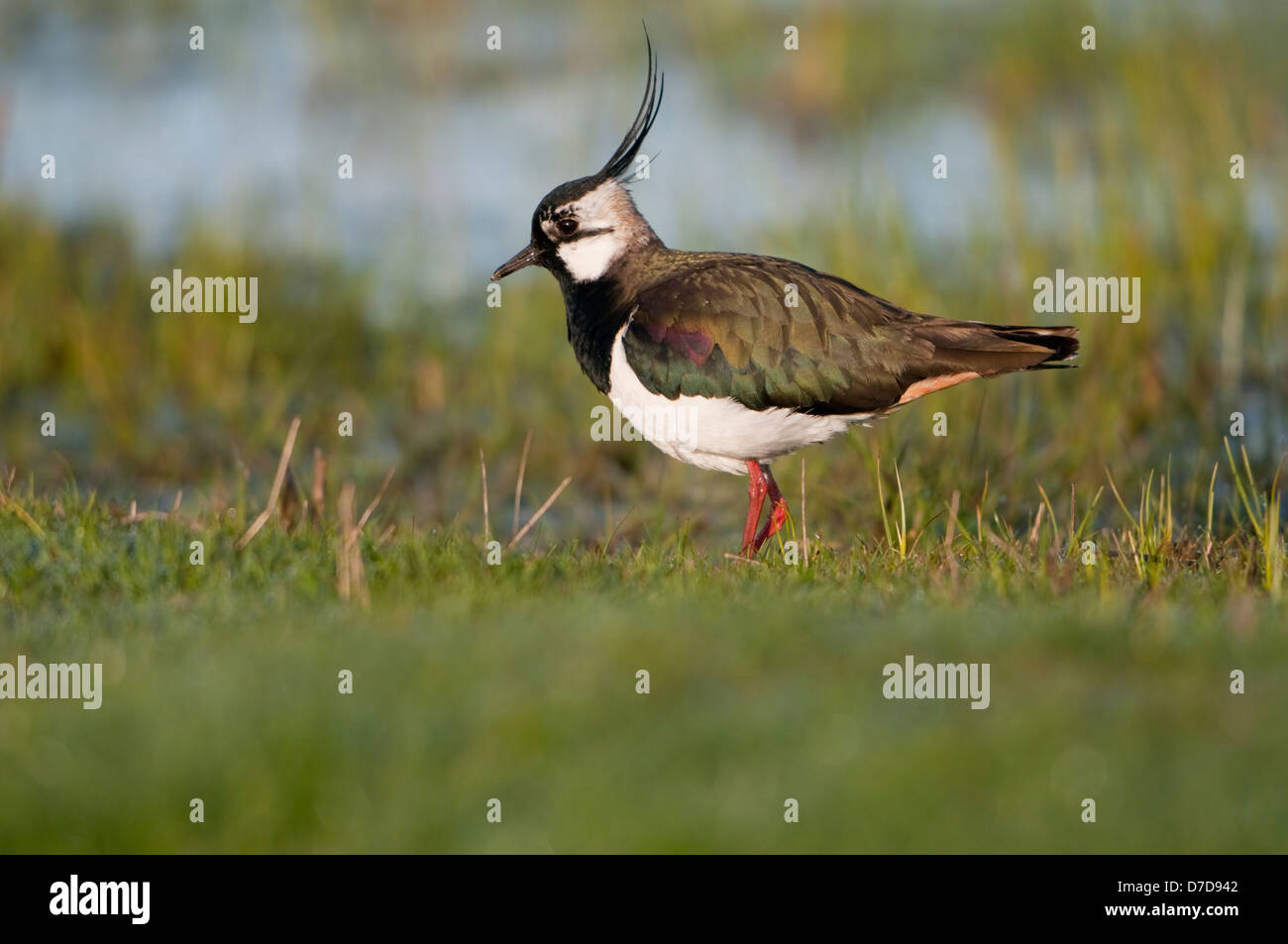 Lapwing in meadow uk hi-res stock photography and images - Alamy