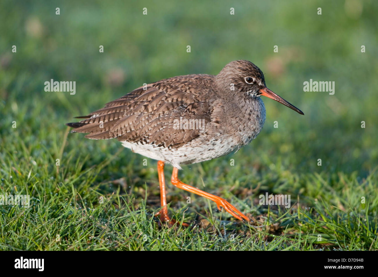Redshank closeup hi-res stock photography and images - Alamy