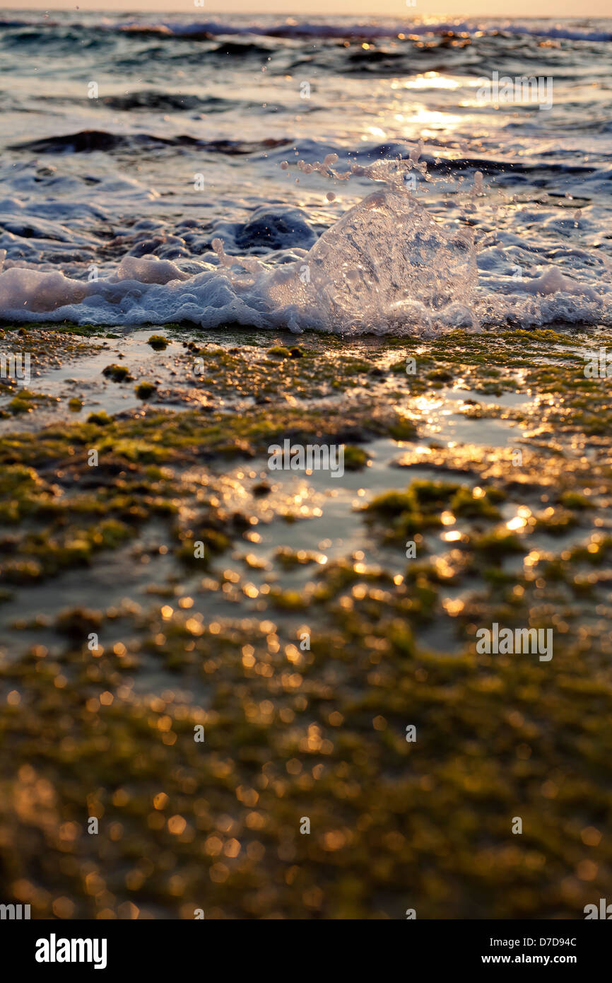 Gushing surf of a wave smashing against an algae covered rock on the ...