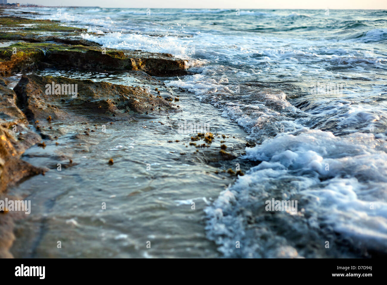 Gushing surf of a wave smashing against an algae covered rock on the ...
