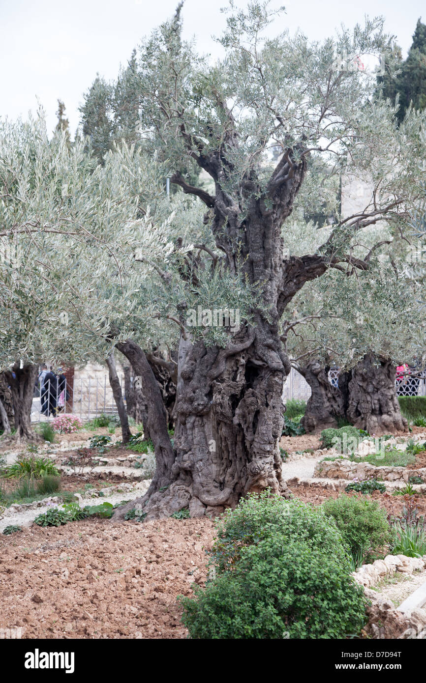 Old Olive tree from the Mount of Olives, outside of Jerusalem Israel ...