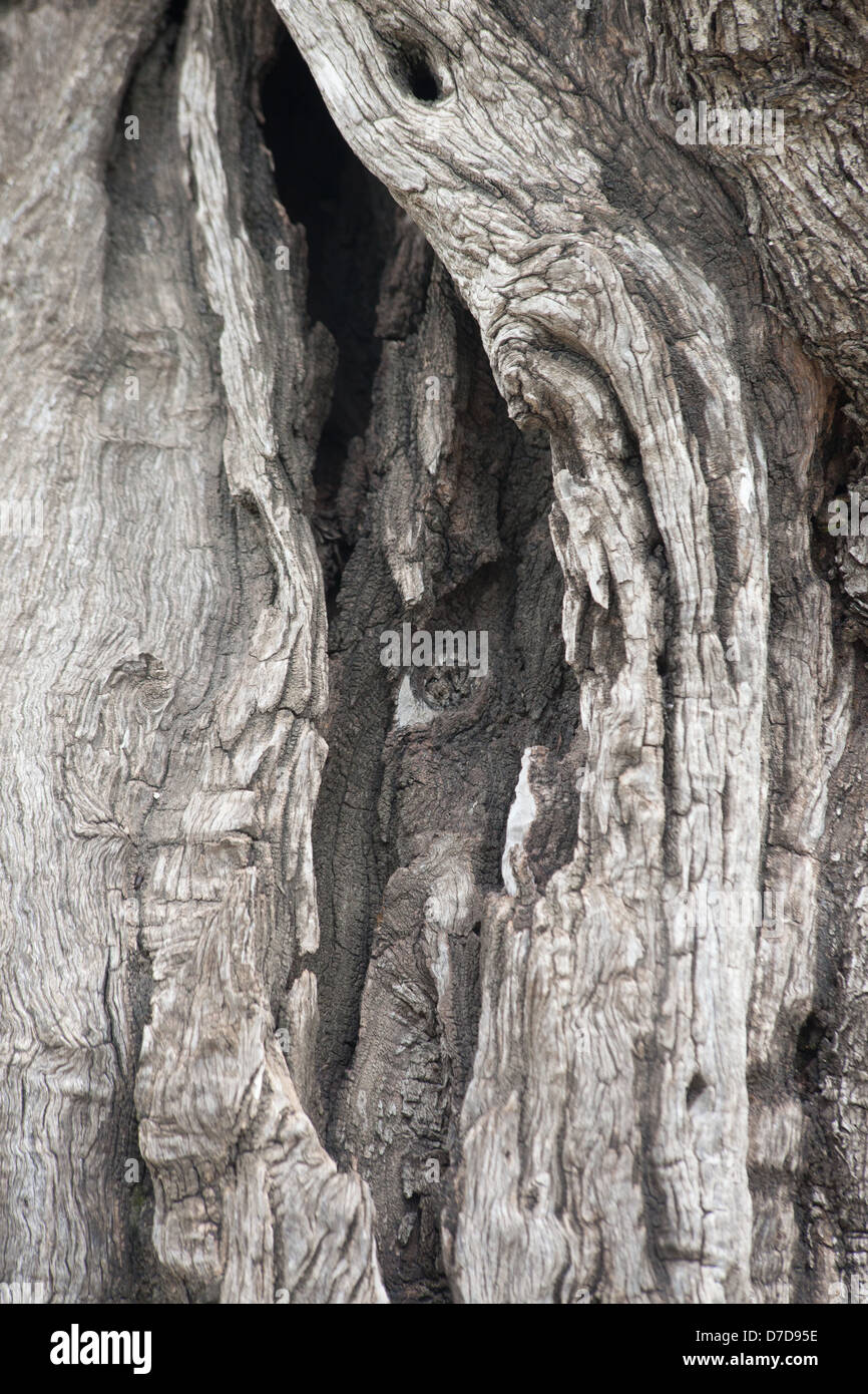 Old Olive tree from the Mount of Olives, outside of Jerusalem Israel ...
