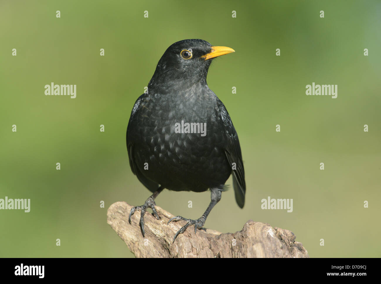 Blackbird Turdus merula Stock Photo - Alamy